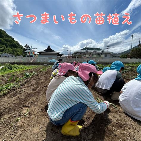 さつまいもの苗植え 東陽保育園山梨県都留市の保育園