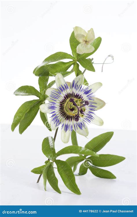 Passion Fruit Flower And Leaves Isolated On A White Background Royalty