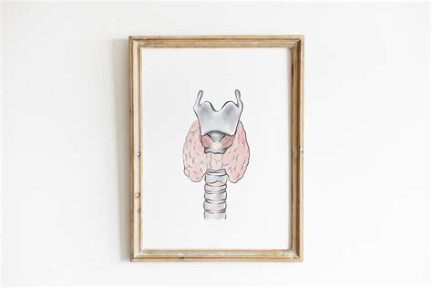 Thyroid Gland Anatomy Medical Student T Idea Endocrinology Clinic