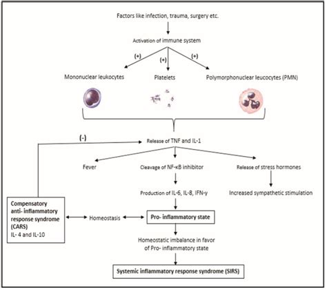 Sirs Sepsis And Shock Module Don T Forget The Bubbles
