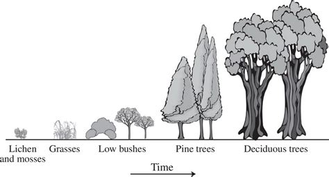Secondary Succession Drawing