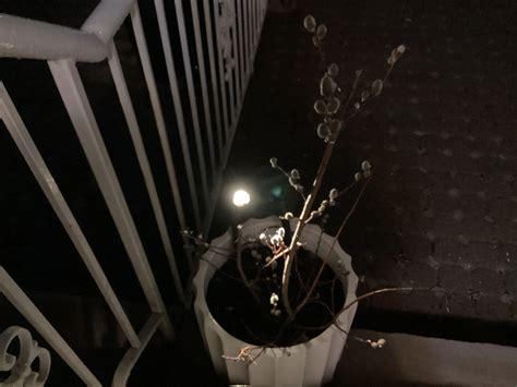 Leprechaun™ Arborvitae Trees For Sale