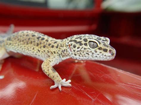 Пятнистый эублефар в домашних условиях Совет