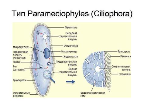 Invertebrate Zoology Group Euglenobiontes Тype Euglenophyles