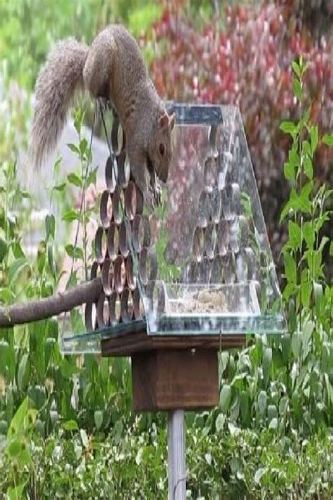 Diy Squirrel Proof Bird Feeder Diy Ideas