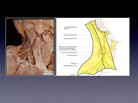 Shoulder Block Tutorial 2014 Ppt Free Download