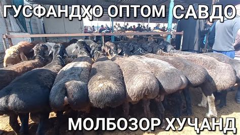 Молбозори хуҷанд нархи гусфандҳои оча бача ва қушқорҳои калом ...