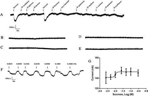 Two Electrode Voltage Clamp Recordings Of Xenopus Oocytes Expressing Download Scientific