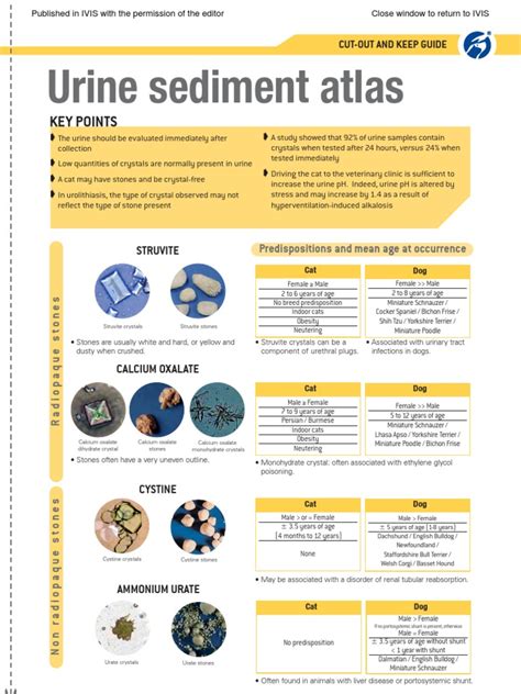 Urine Sediment Atlas Key Points Pdf Medical Specialties Clinical