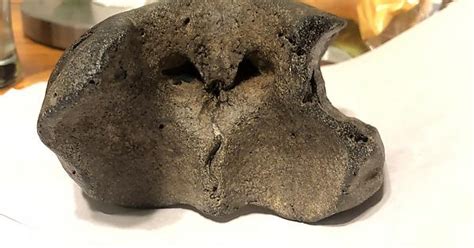 Fossil Album On Imgur