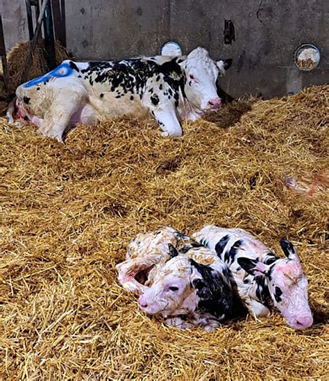 Calving In Dairy Cows Step By Step