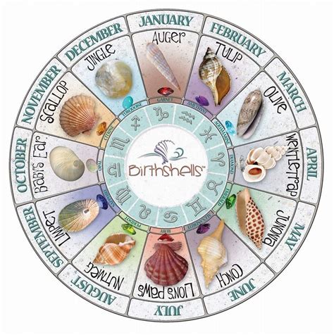 Birthshells Chart Seashell Frame Sea Shells Tropical Wall Art