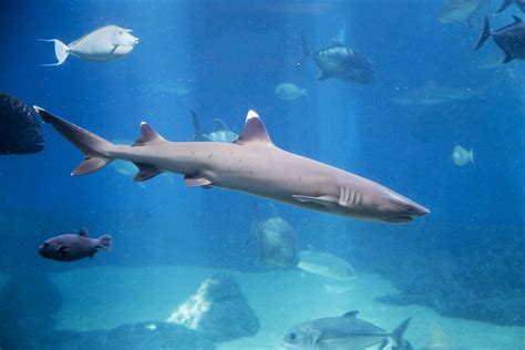 White Tip Reef Shark Coral Reefs Whitetip Reef Shark