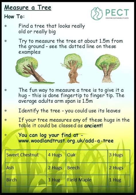 Challenge 35 Measure A Tree Forest Babe Activities Nature Babe Homebabe Activities