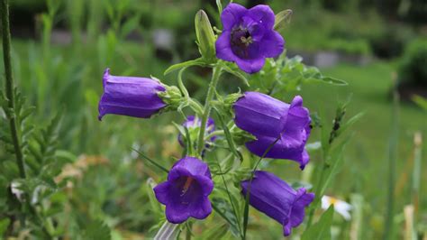 97 Purple Flowers Complete List With Names And Pictures