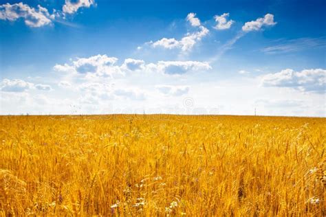 голубое небо поля под желтым цветом пшеницы Стоковое Фото изображение насчитывающей цвет