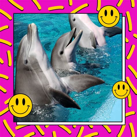 Photo With Border Image Template — Shotstack