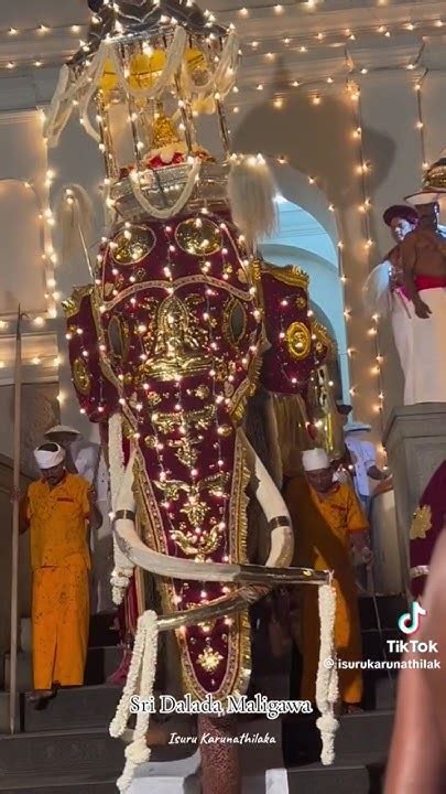 මගේ රටට දළදා හිමි සරණයි 🐘🙏🌎 🇱🇰 Dancing 2024 2024shorts Sorts Daladamaligawa Senkadagala