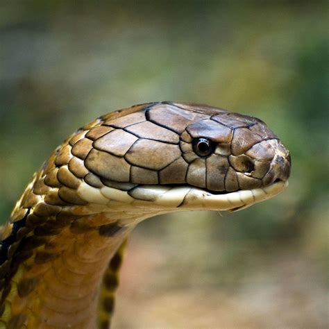 King Cobra Wallpapers Top Free King Cobra Backgrounds Wallpaperaccess