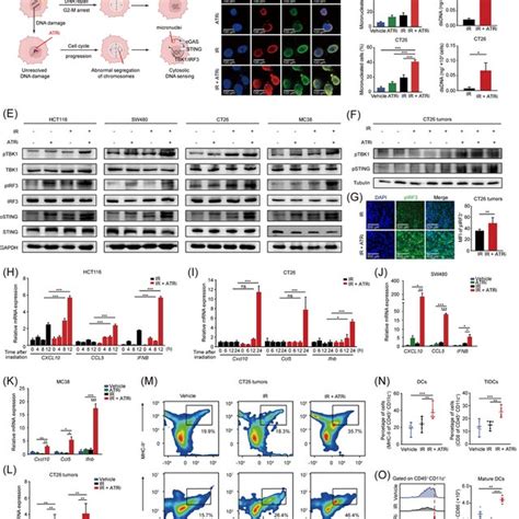 Ir Atri Activates The Non‐canonical Sting‐p65 Signaling By Inhibiting