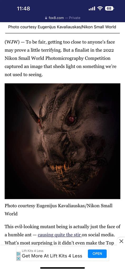 Close Up Of An Ants Face Roddlyterrifying