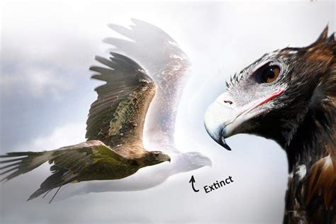 Paleontologists ‘discover Fossil Of Giant Extinct Eagle That Dwarfed Modern Raptors Could Kill