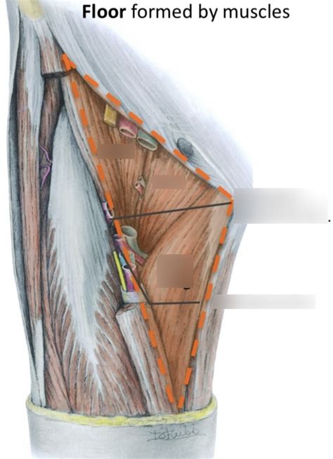04 Anatomy Femoral Triangle Mm Diagram Quizlet