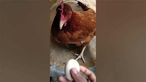 হাট্টিমাটিম টিম মুরগির পোদে ডিম আটকে গেল ডিম ডিম Youtube