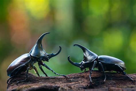 Rhino Beetle Species
