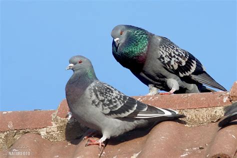 Domestic Pigeon Photos Domestic Pigeon Images Nature Wildlife Pictures Naturephoto