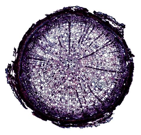 428 Microscopic Cross Section Cut Plant Root Under Microscope Stock