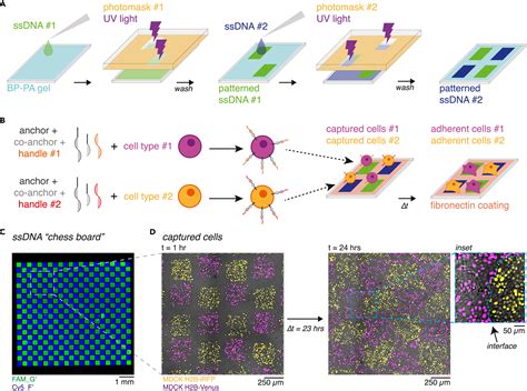 Independent Control Over Cell Patterning And Adhesion On Hydrogel