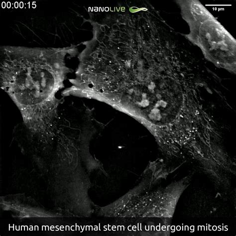 Nanolive Imaging Captures Discrete Phases Of Mitosis In Spectacular Detail Artofit