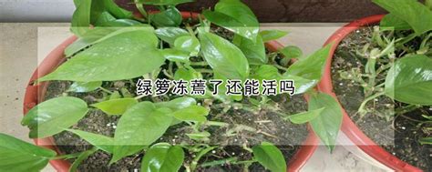 绿箩冻蔫了还能活吗 发财农业网