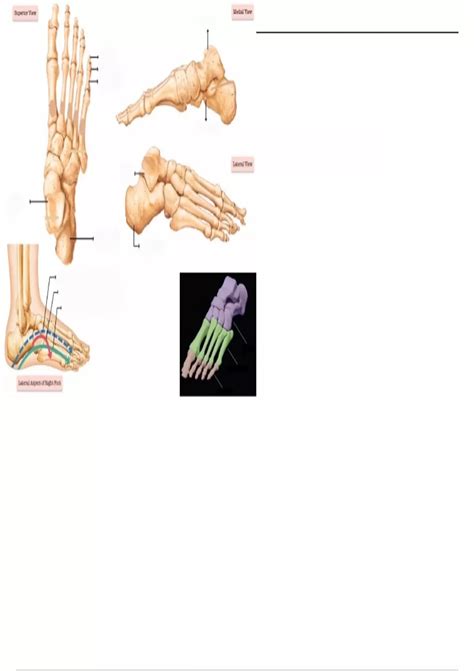 Bones Of The Ankle And Foot Labeling Diagram Anat231 Anat231