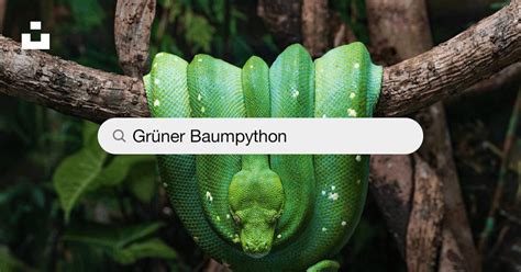 Bilder Zum Thema Grüner Baum Python Kostenlose Bilder Auf Unsplash