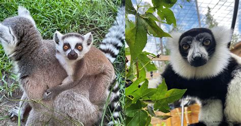Help Save Endangered Lemurs And Their Natural Habitats