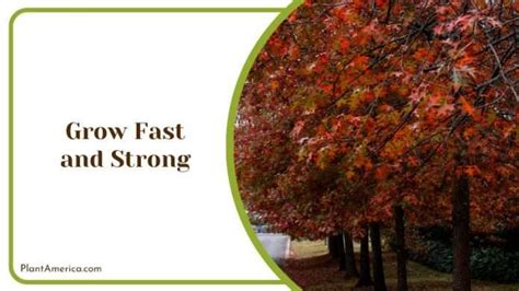 How Fast Do Red Oak Trees Grow Everything You Need To Know Plant America