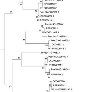Phylogenetic Relationships Of C H Transcription Factors TFs From Download Scientific Diagram