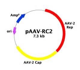 Aav 2 Rep Cap Plasmid