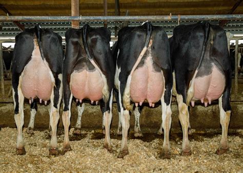 Captain Stgenetics Holland Belgium B V