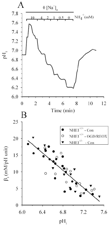 Intrinsic buffer capacities β i in NHE1 and NHE1 astrocytes Download Scientific