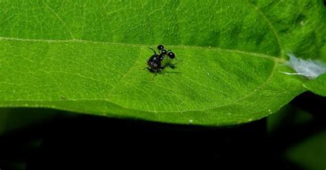 The Ant Mimicking Treehopper The Ark In Space
