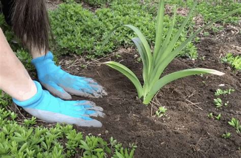 How To Plant Daylilies 🌸🌿 Uncover The Steps To Vibrant Blooms