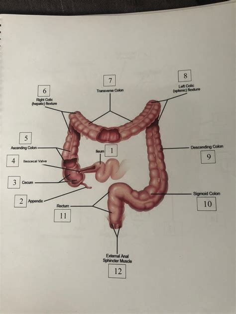 Colon Anatomy Diagram Quizlet