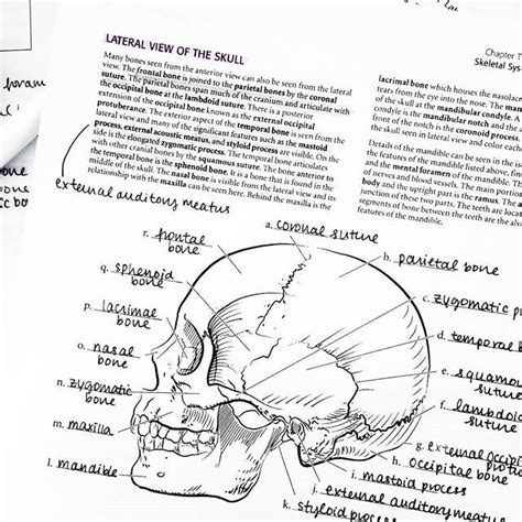 Kaplan Anatomy Coloring Book Answers Coloring Pages