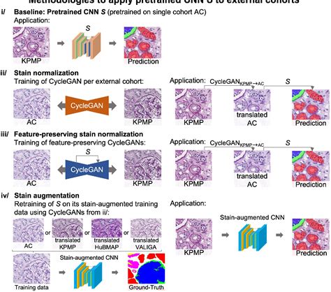 Figure 2 From Tackling Stain Variability Using Cyclegan Based Stain