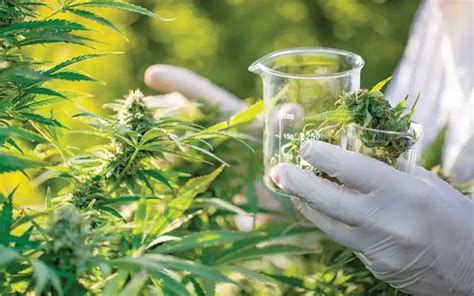 ¿qué Es El Cannabis Medicinal Cannabis Popular