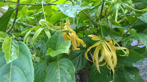 依兰树上的依兰花，用于制造精油