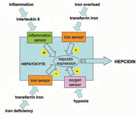Hepcidin Body Iron And Infection The Physiological Society